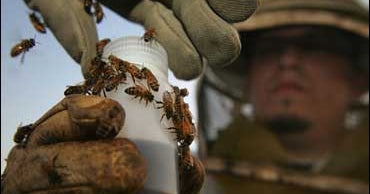 Australian Bees Invade United States - CBS News