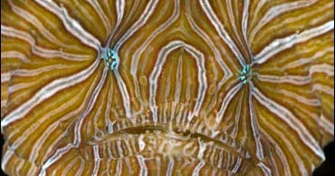 Psychedelic New Fish Species Found - CBS News
