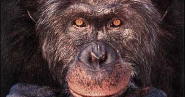 Chimp's Attacks A Sign Animals Can Plan - CBS News