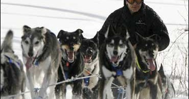 Iditarod Dog Sled Race
