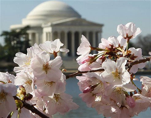 Washington In Bloom