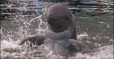 Rare Dolphins Found Near Bangladesh - CBS News