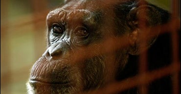 Chimp Owners Struggle To Say Goodbye - CBS News