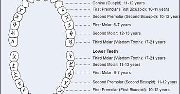 When We Get (And Lose) Our Teeth - CBS News