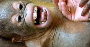 Chuckling Chimps Traced To Human Laughter - CBS News