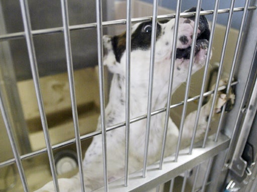 Inside Dog-Fighting's Brutal World