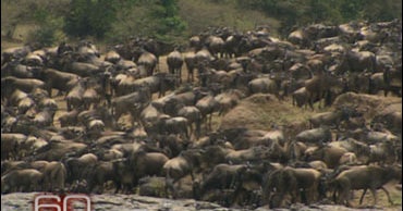 The Great Migration: An Epic Journey - CBS News