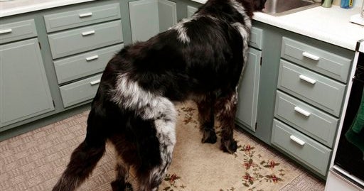 ND Woman's 7-foot-long Dog Could Be Record Holder - CBS News