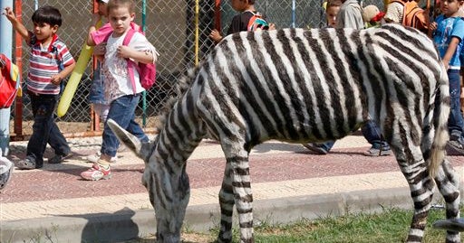 Gaza Zoo Draws Crowds With Zebra-colored Donkeys - CBS News