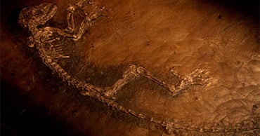 Controversial "Ida" Fossil No Missing Link - CBS News