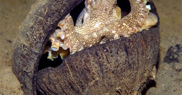 Octopuses Build Coconut Shell Shelters - CBS News