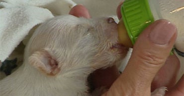 Guardian Angels for Pets in Need - CBS News