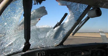 Bird-Plane Collisions Near Record 10,000 - CBS News