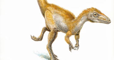 Study: Meat-Eating Dino Was Carrot Colored - CBS News Study: Meat-Eating Dino Was Carrot Colored - CBS News