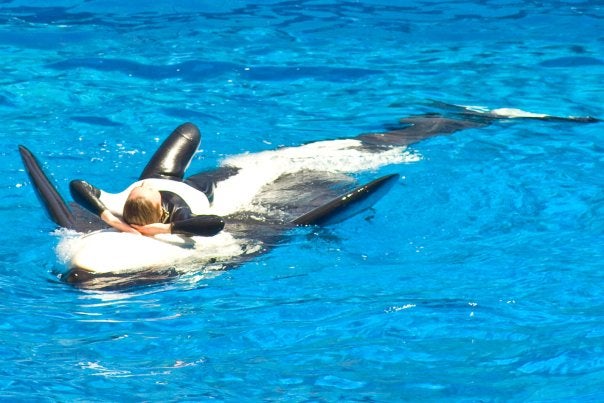 Dawn Brancheau SeaWorld Trainer Killed
