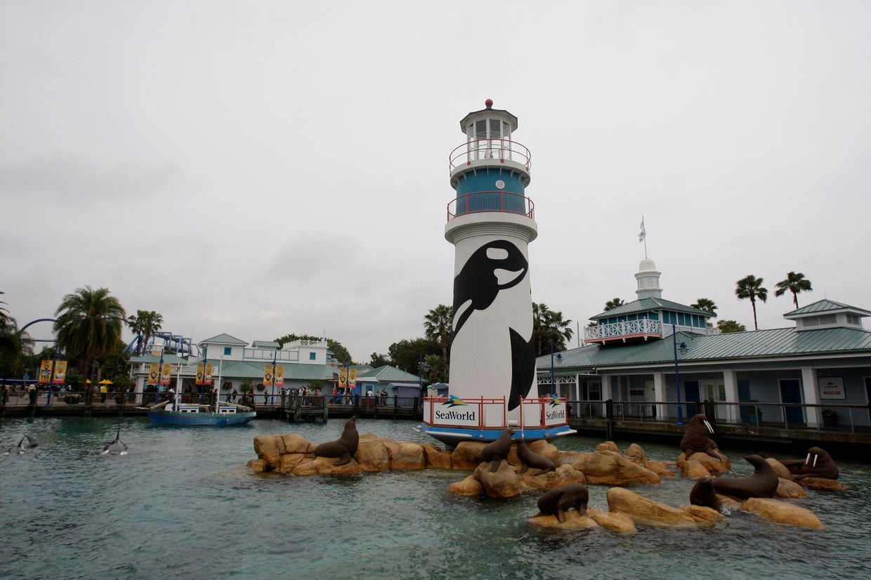 Dawn Brancheau SeaWorld Trainer Killed