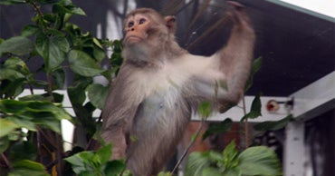 Monkey on the Run Gets Facebook Fan Club - CBS News