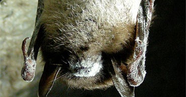 Deadly Bat Fungus Detected in Smoky Mountains - CBS News
