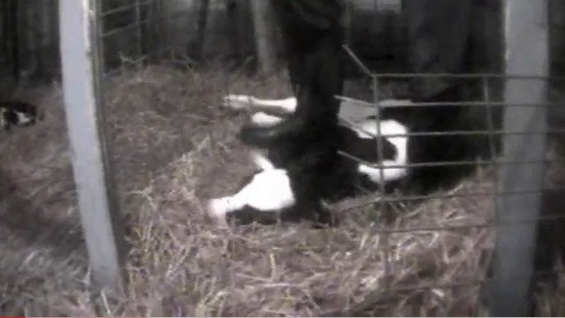 Conklin Dairy Farms Torture Chamber? Video Shows Cows Beaten, Stabbed ...