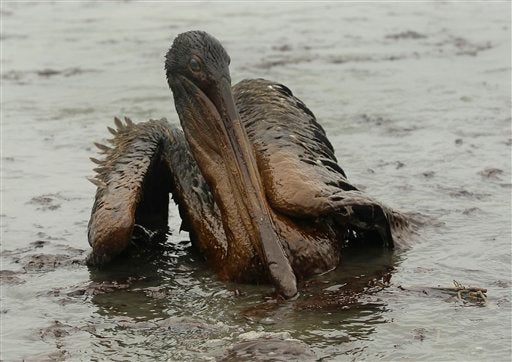 Animals Hurt By Gulf Oil Spill