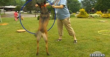 Summer Camp, For Your Dog - CBS News