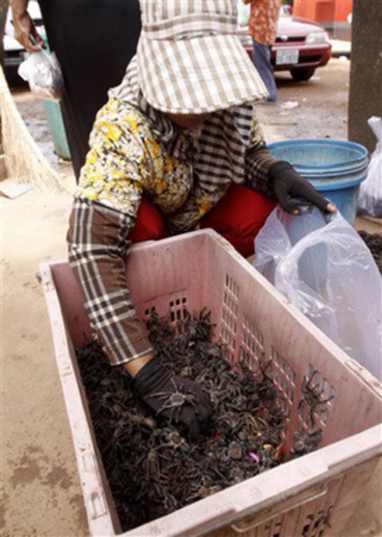 Cambodian Tasty Treat: Deep-Fried Spiders