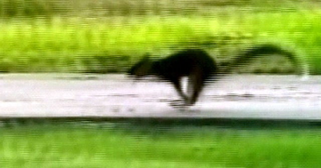 Squirrel Infected with Bubonic Plague - CBS News