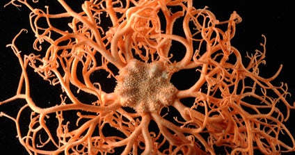 New Sea Creatures Discovered