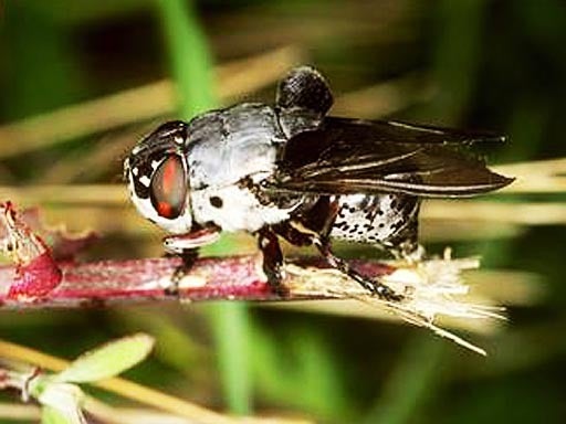 10 Most Terrifying Parasites Ever