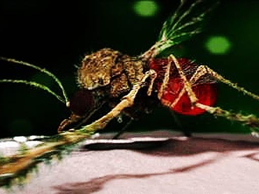 10 Most Terrifying Parasites Ever