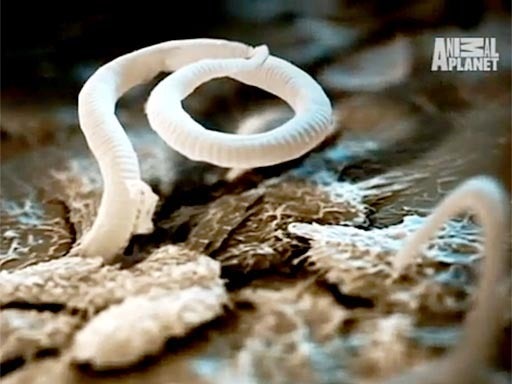 10 Most Terrifying Parasites Ever