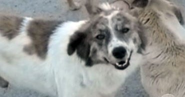 Heroic Afghan Dog Reunited with U.S. Soldier - CBS News