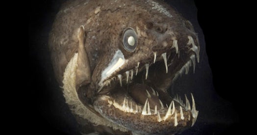 The Weirdest Sea Creatures You've Ever Seen - CBS News