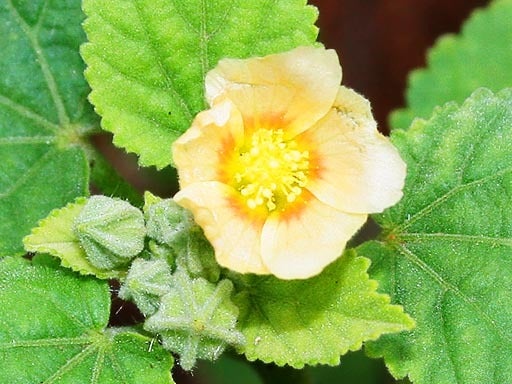 12 Dangerous Supplements