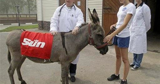 Parasailing Donkey To Fly No More, Will Enjoy Creature Comforts - CBS News