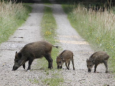 Radioactive Boars Part of Chernobyl's Legacy - CBS News