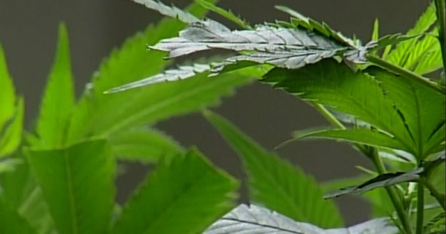 Marijuana Side Effects Study Debated - CBS News