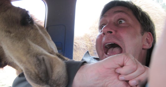 Camel Bites Steve Hartman in Australia - CBS News