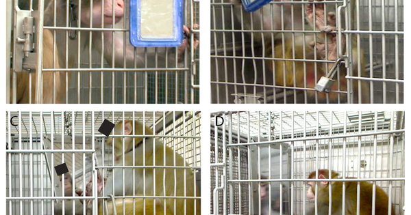 Researchers: Monkeys Recognize Themselves in the Mirror - CBS News