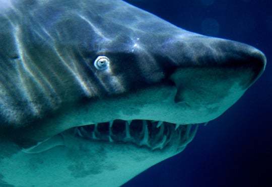 Shark Attacks Spike to 10-Year High - CBS News