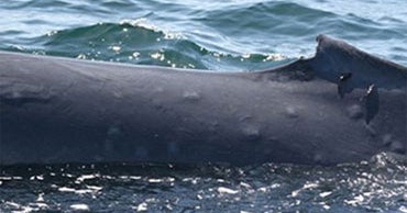 Pass the Sunscreen: Whales Get Sunburn, Too - CBS News
