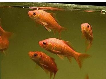 S. Korea Uses Goldfish to Test G20 Water; PETA Protests - CBS News