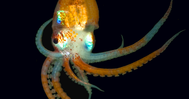 Strange Fish Discovered in Southern Indian Ocean