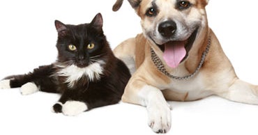 Dogs Smarter Than Cats Oxford Study Finds Cbs News