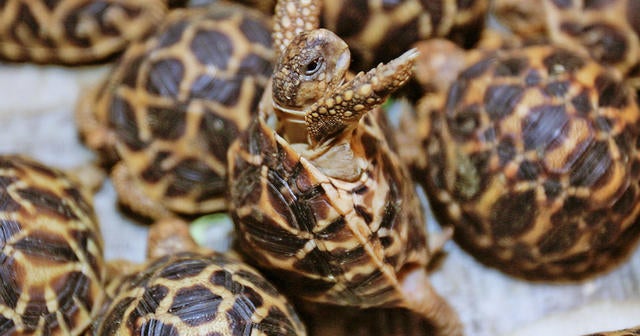 Turtle Smuggling Arrest in Los Angeles, Over 50 Live Reptiles Recovered ...