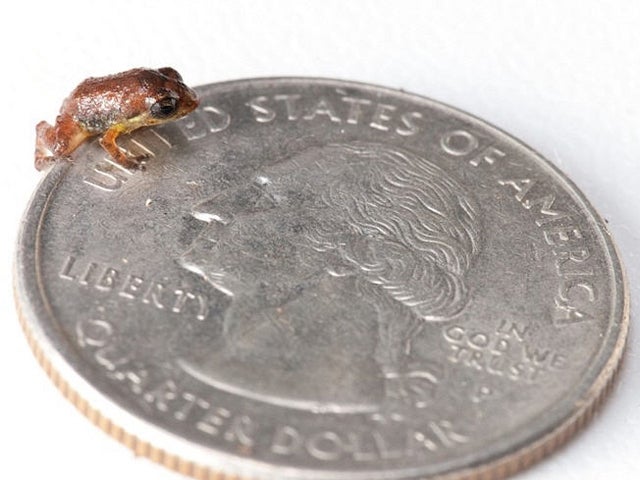 The Lost Frogs of Haiti