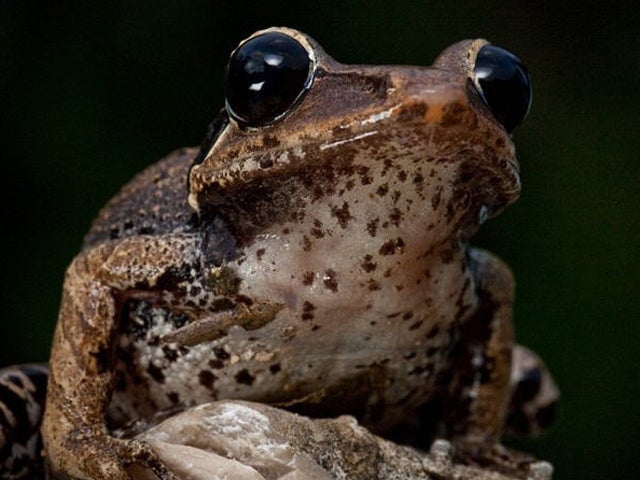 The Lost Frogs of Haiti