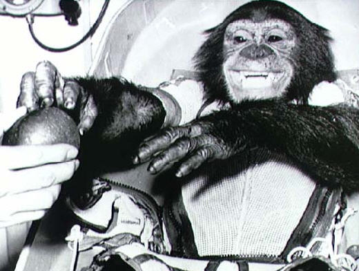 The Legacy of Ham, the Astrochimp