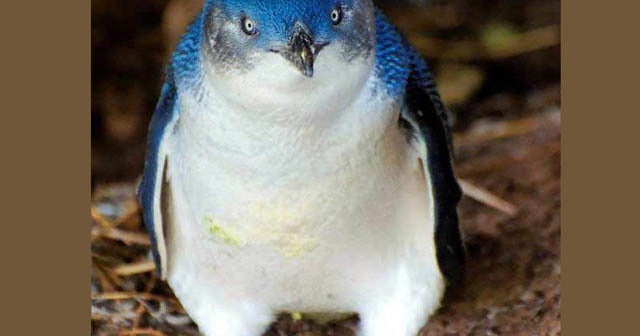 A Feathery First: These Penguins Turn Blue - CBS News