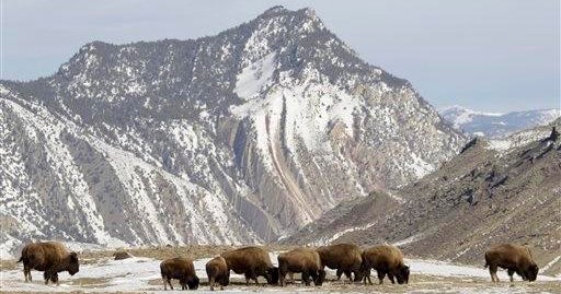 Judge: Yellowstone Bison Slaughter Can Proceed - CBS News